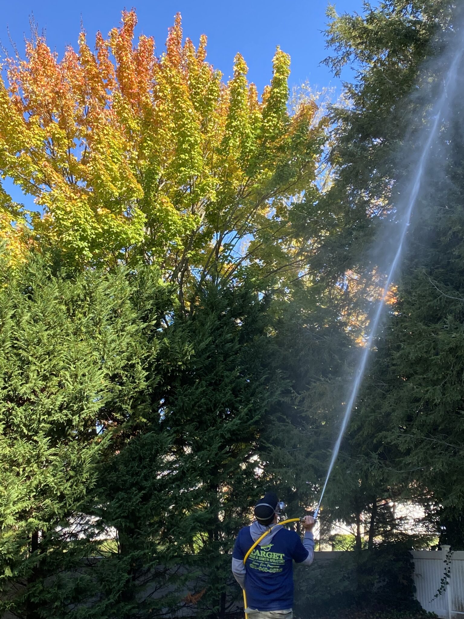 Tree & Shrub spraying programs – Target Tree & Shrub Spraying – Long ...